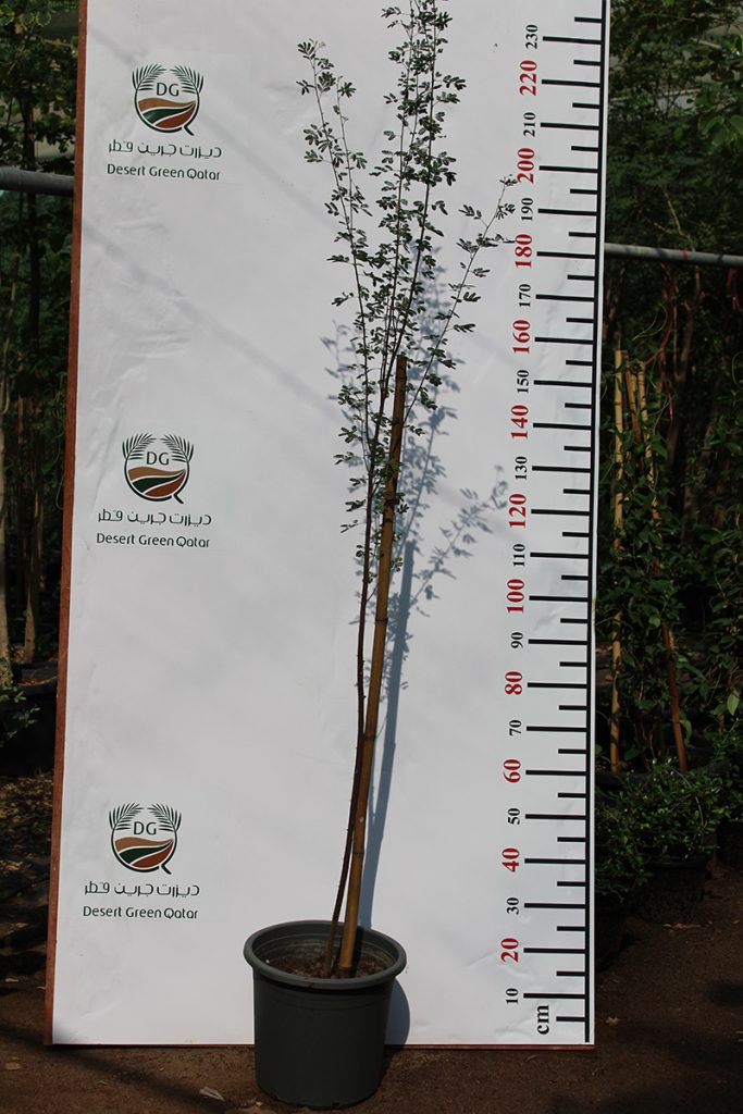 Acacia arabica | Desert Green Qatar