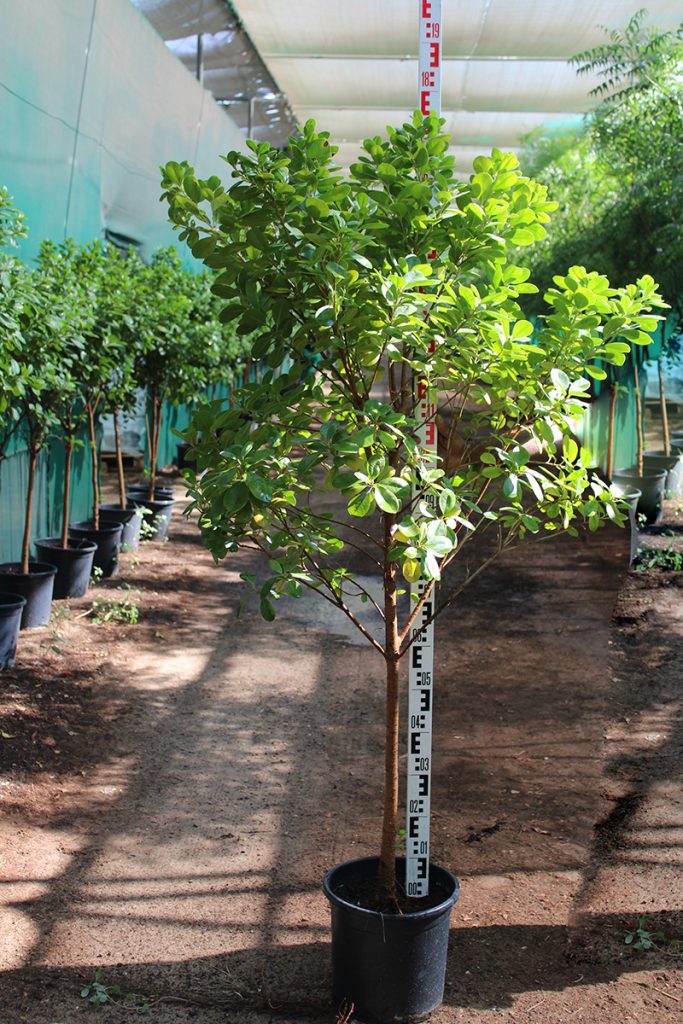 Ficus diversifolia ‘1Head’ 1.6m | Desert Green Qatar