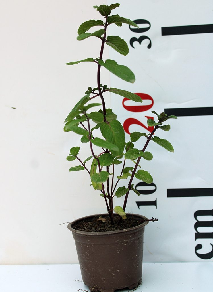 Mint 15-20cm - Desert Green Qatar