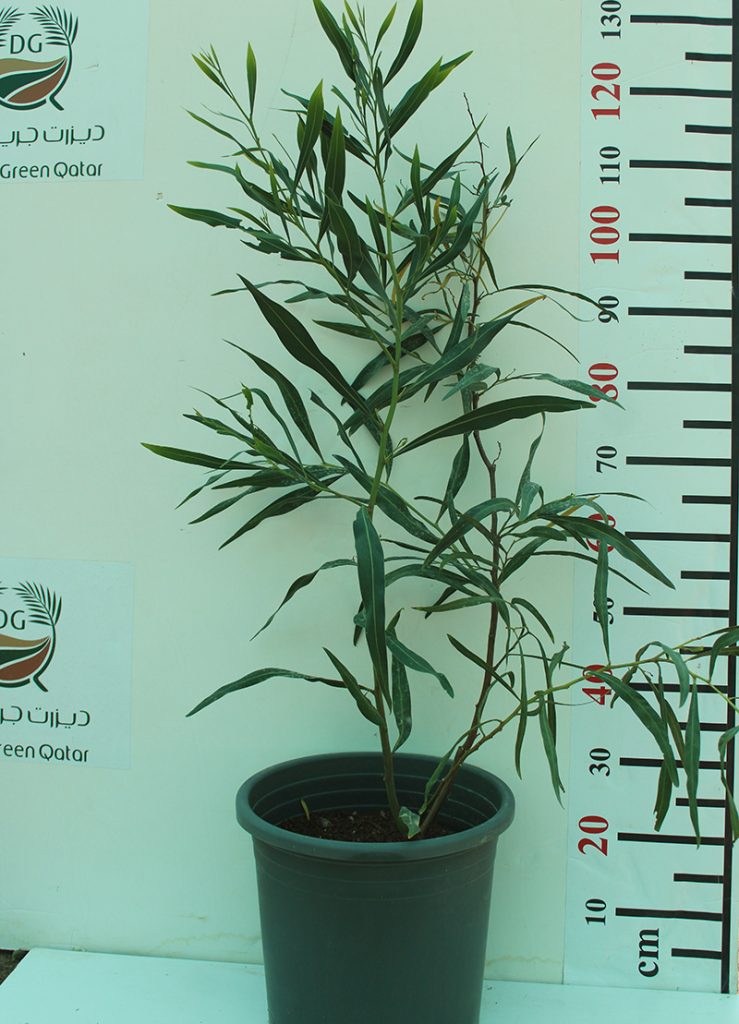 Acacia saligna | Desert Green Qatar