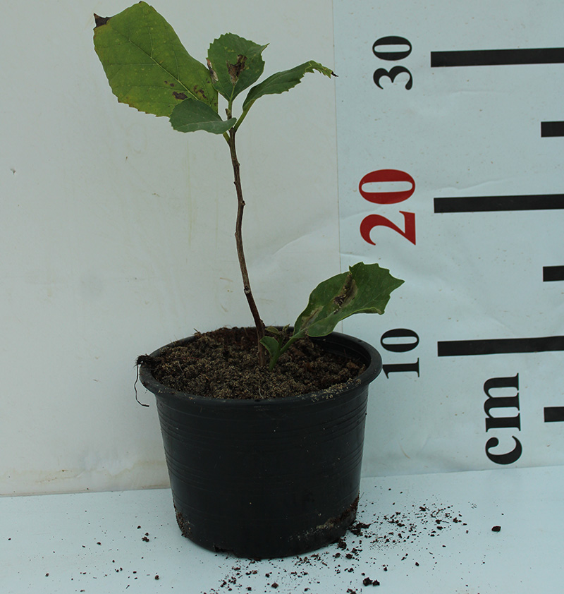 CORDIA MYXA 20-30cm - Desert Green Qatar