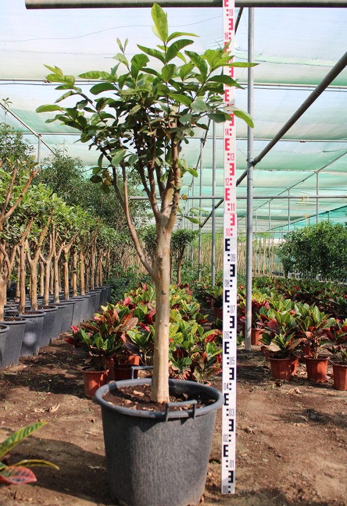 Psidium "Guava" Pakistan - Desert Green Qatar