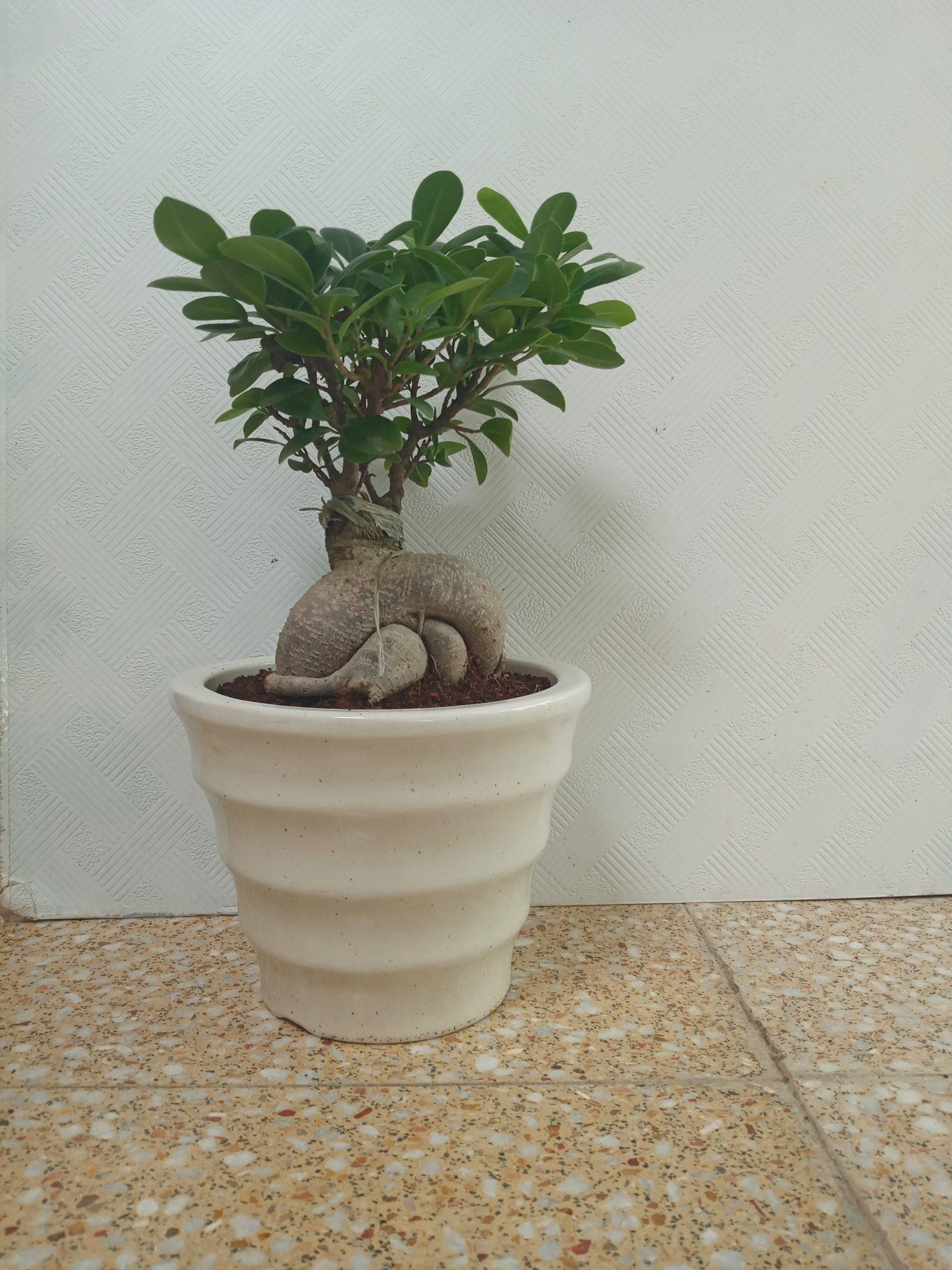 Plants, Seeds, Pots online at Desert Green Qatar - Desert Green Qatar